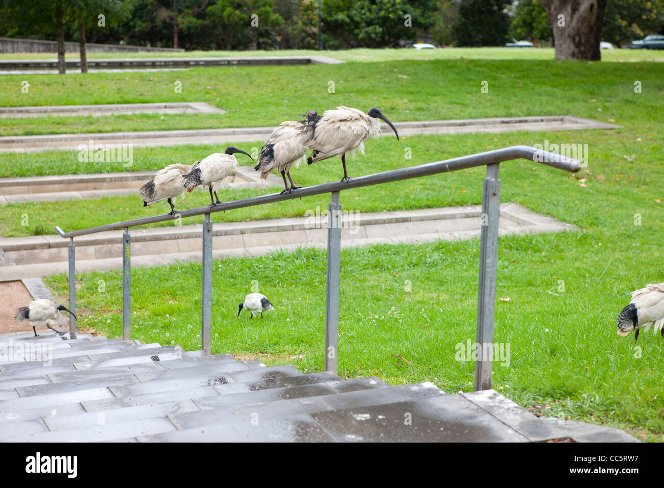 A group of Ibis birds sit on a hand rail in Hyde Park, Sydney ...