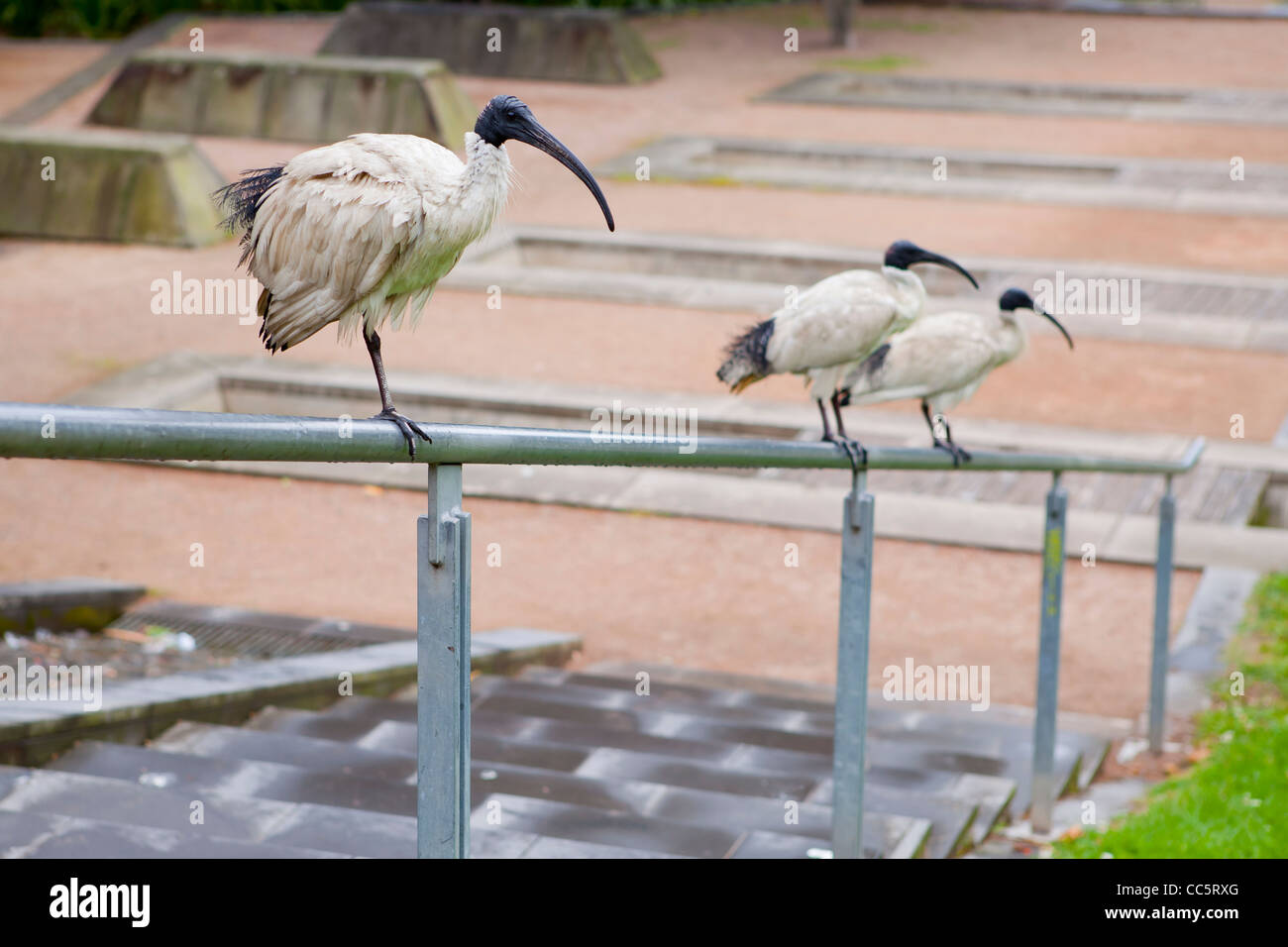 Australian scavenger birds hi-res stock photography and images - Alamy
