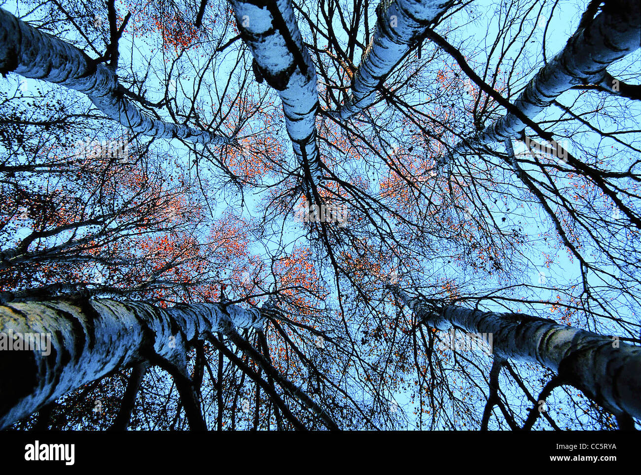 Silver Birch forest, Fengning Bashang Grassland, Chengde, Hebei , China ...