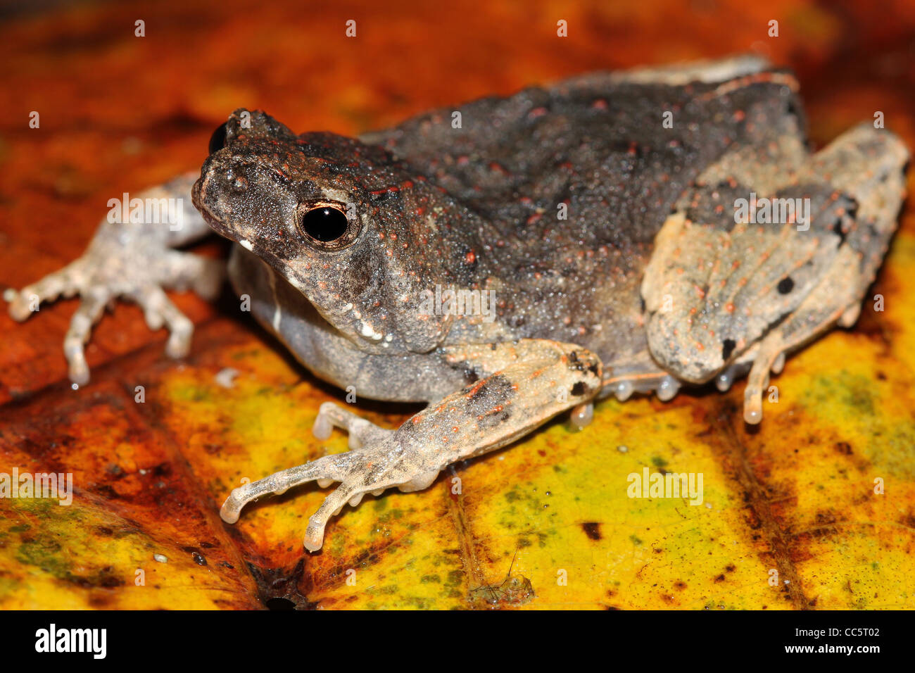 Toadlet High Resolution Stock Photography and Images - Alamy