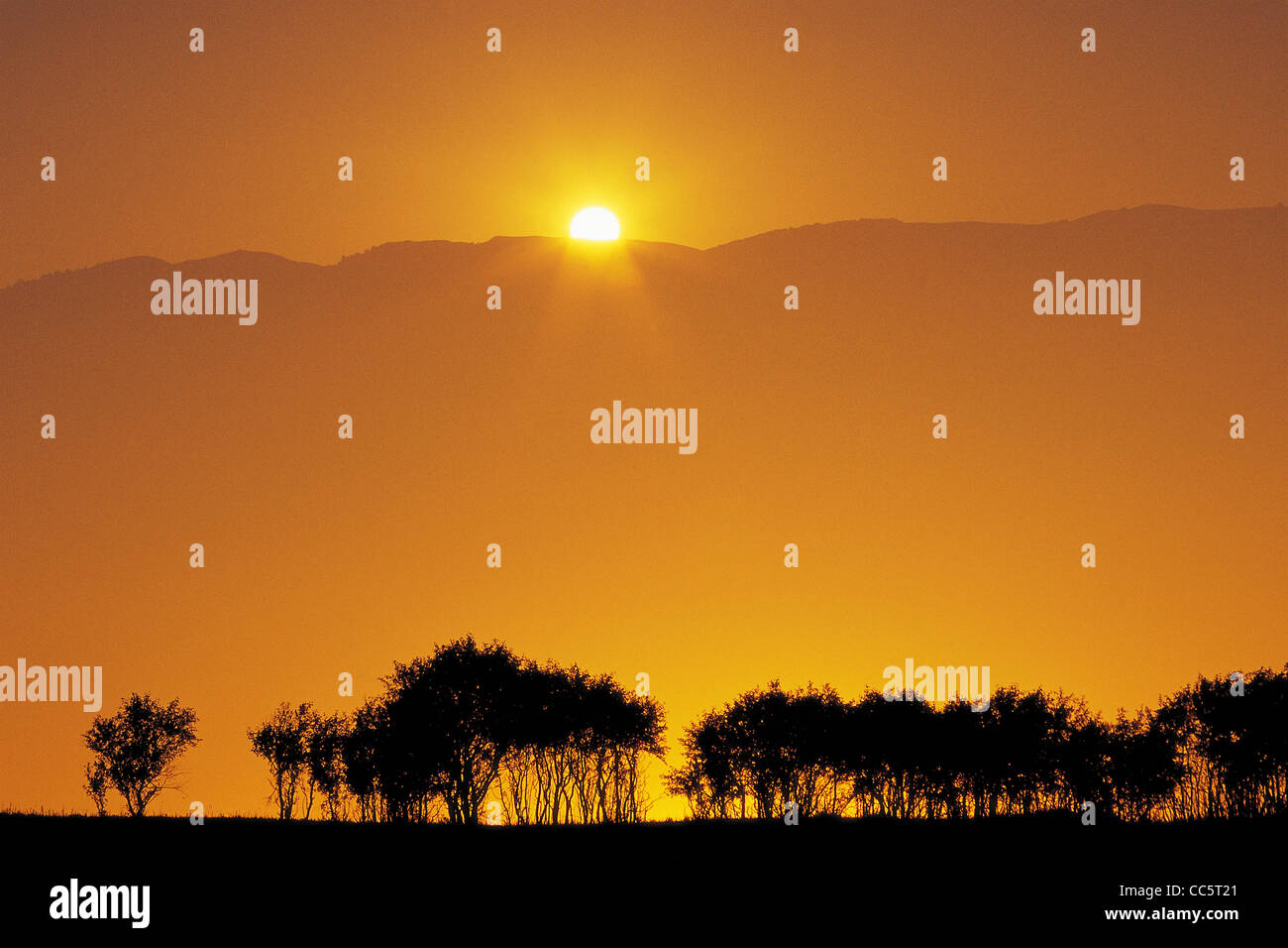 Silhouette of forest in the sunshine, Fengning Bashang Grassland ...