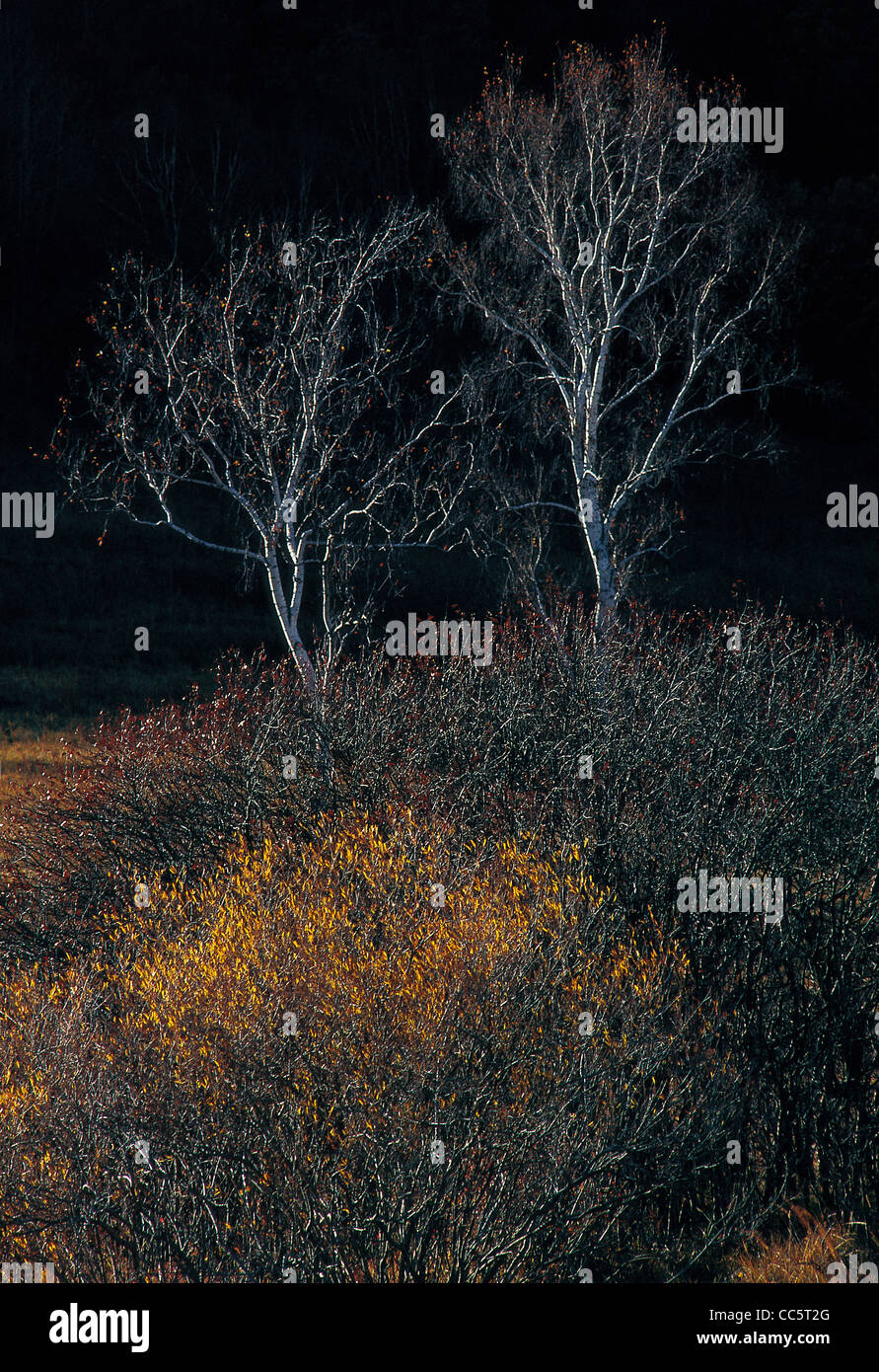Silver Birch forest at night, Fengning Bashang Grassland, Chengde ...