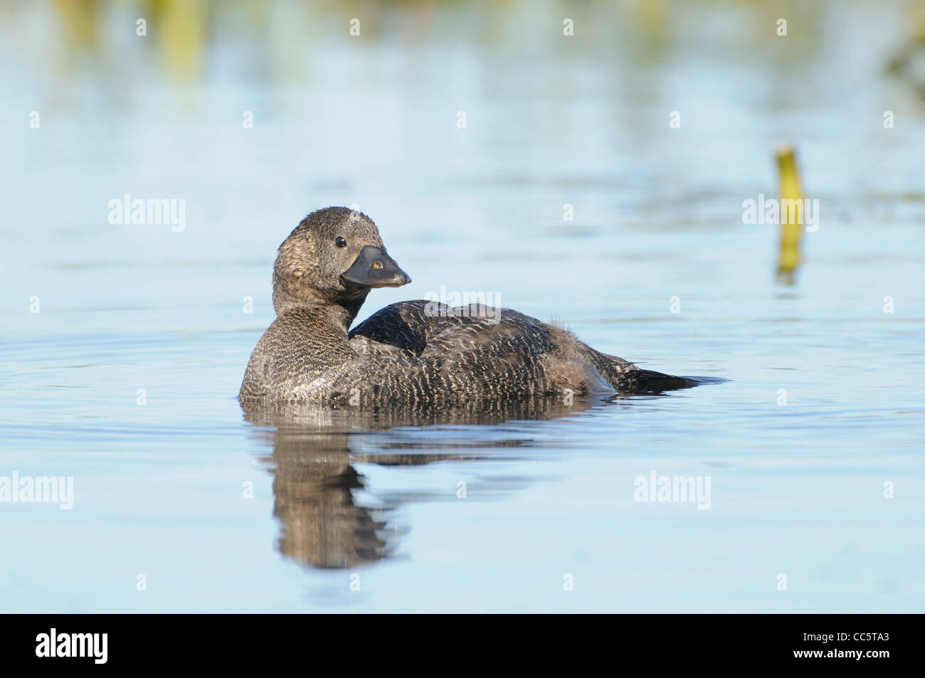 Musk Duck Biziura lobata Female Photographed in Victoria, Australia ...