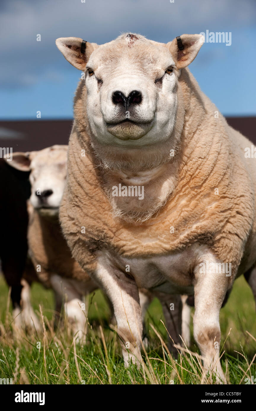 Texel rams in pasture Stock Photo - Alamy