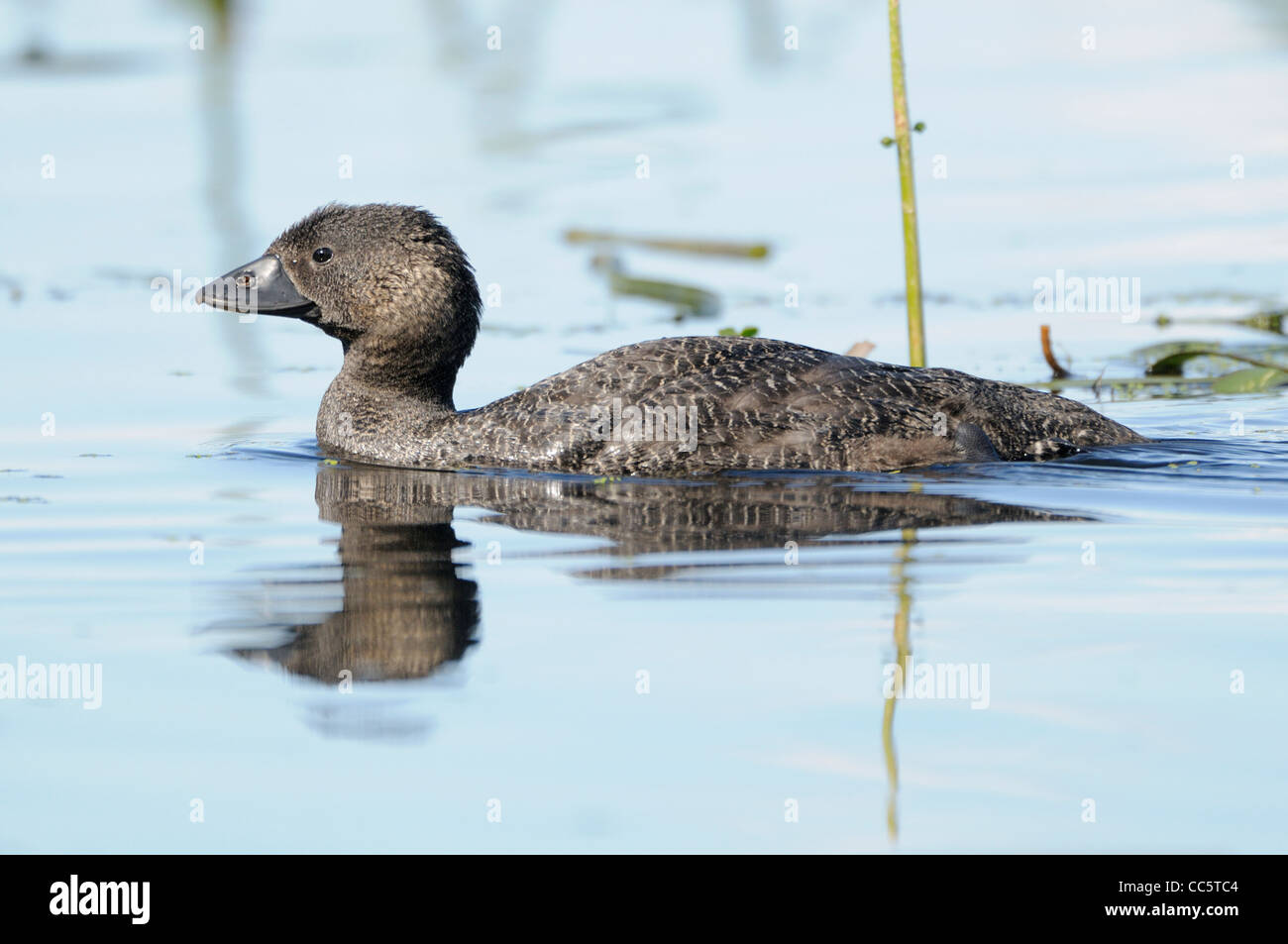 Biziura lobata musk duck hi-res stock photography and images - Alamy