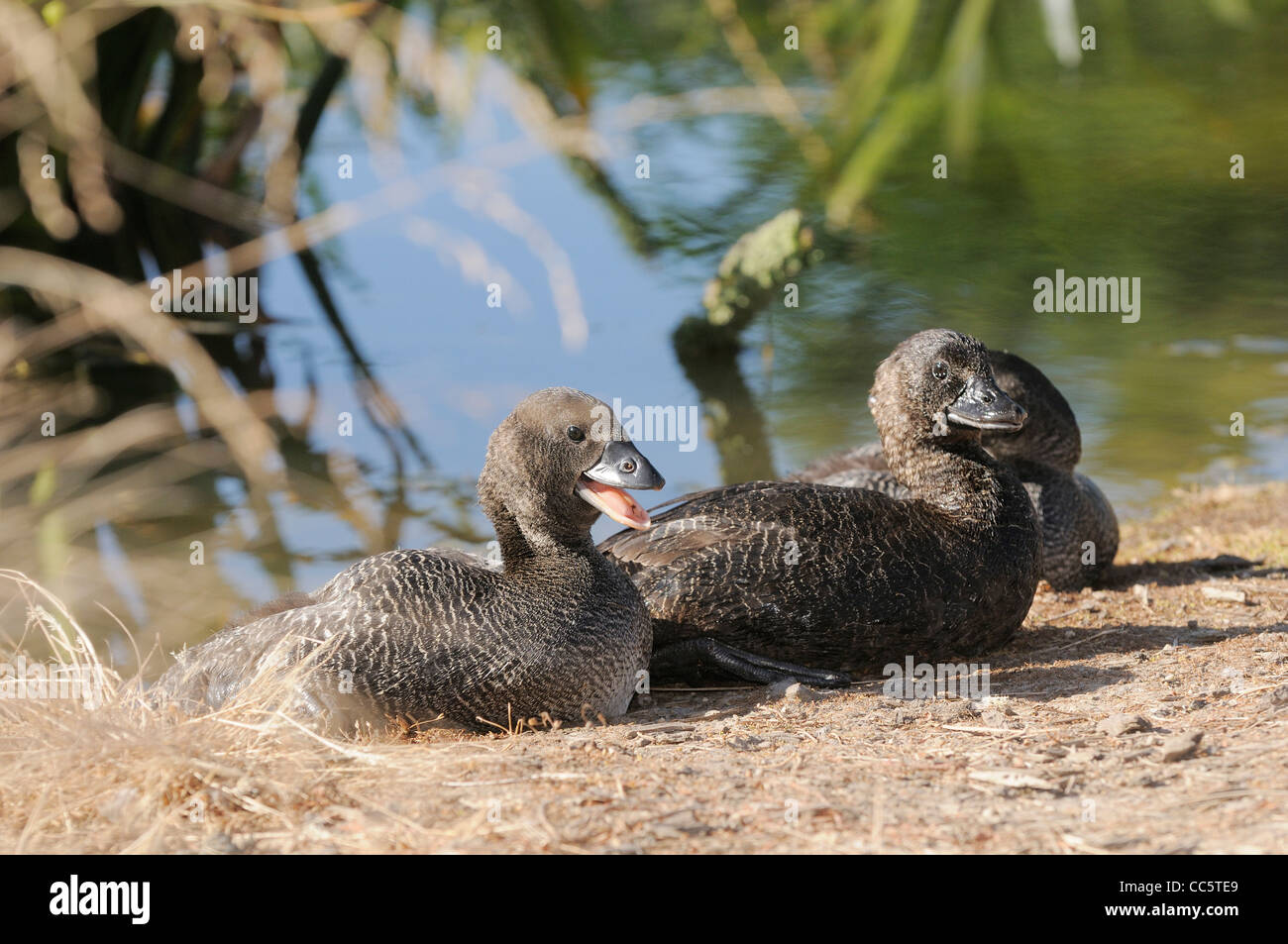 Musk Duck Biziura lobata Juveniles at edge of lake Photographed in ...