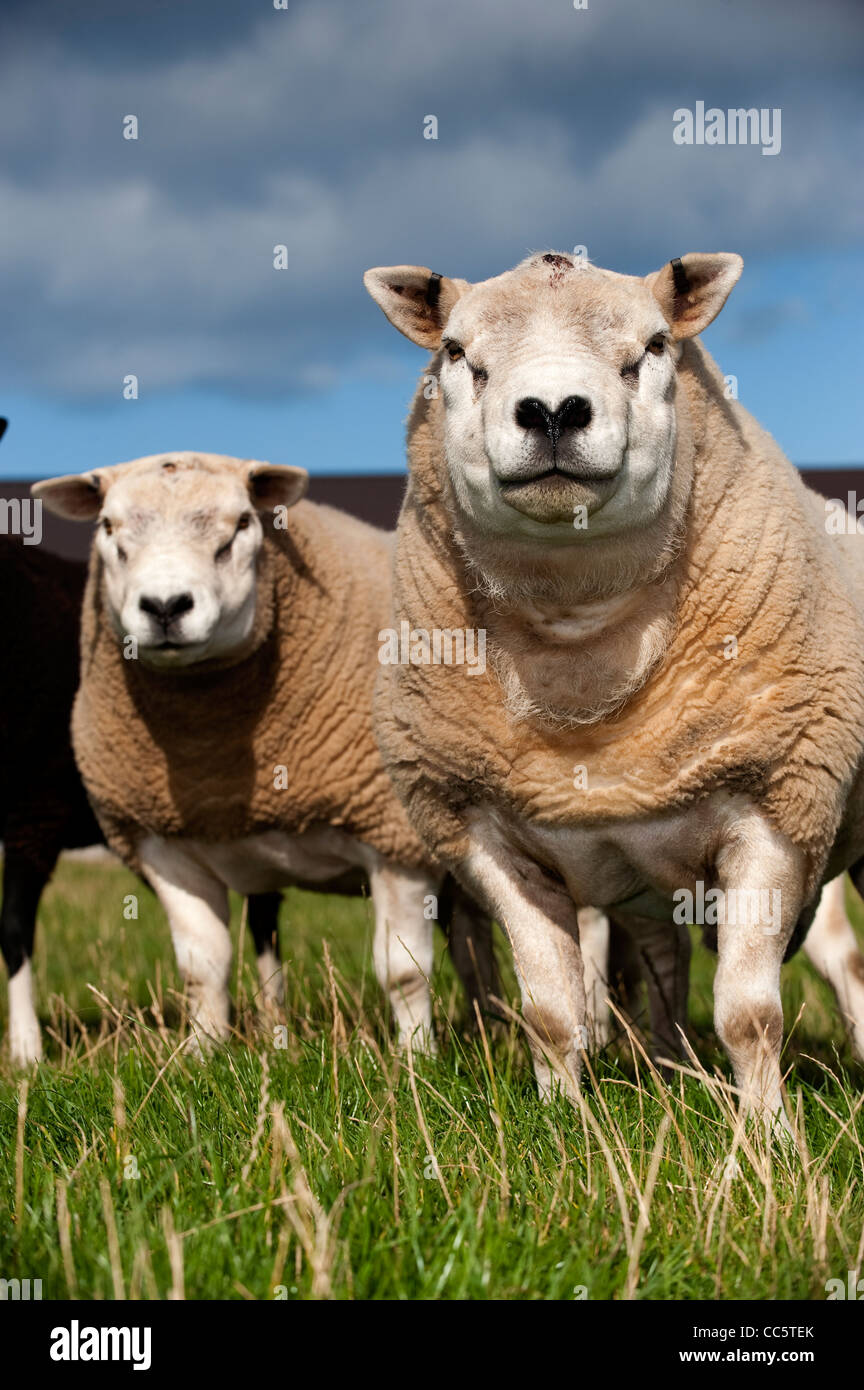 Texel tup hi-res stock photography and images - Alamy