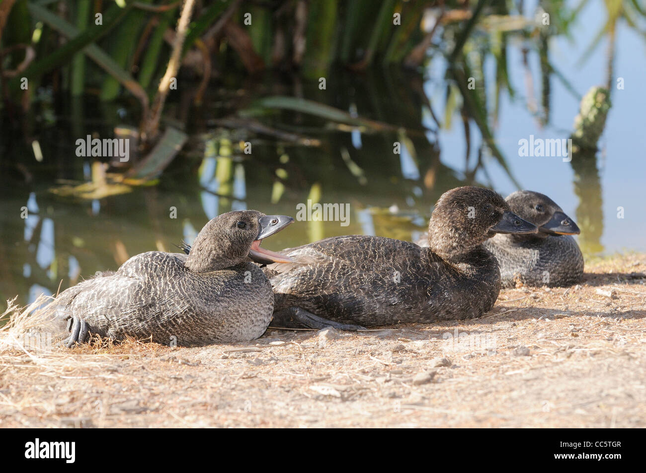 Musk Duck Biziura lobata Juveniles at edge of lake Photographed in ...