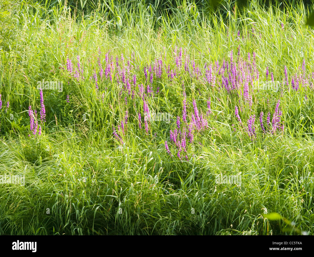 Blooming lavender, Hexigten Global Geopark, Chifeng, Inner Mongolia ...
