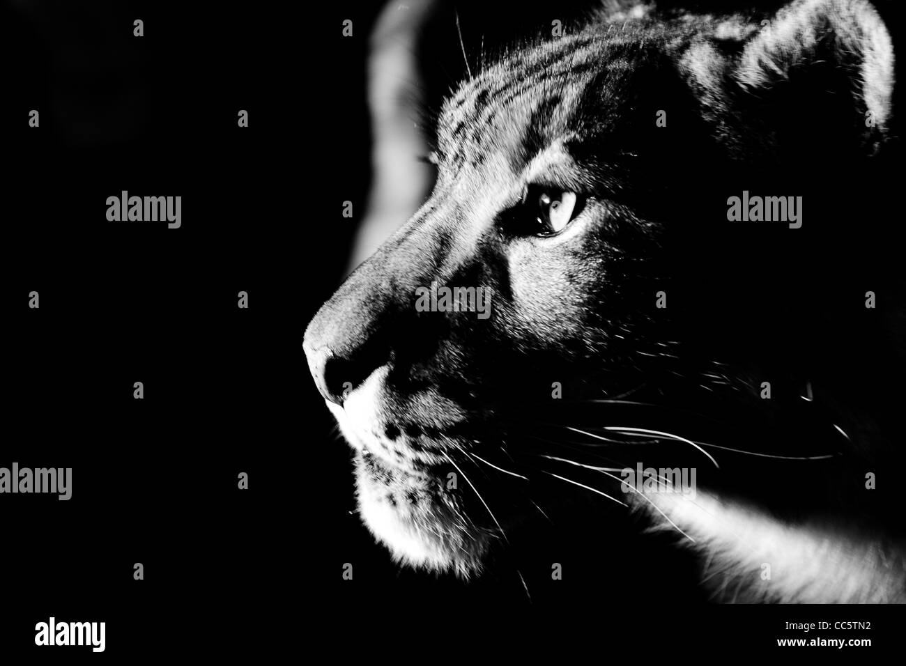 Light leopard hi-res stock photography and images - Alamy