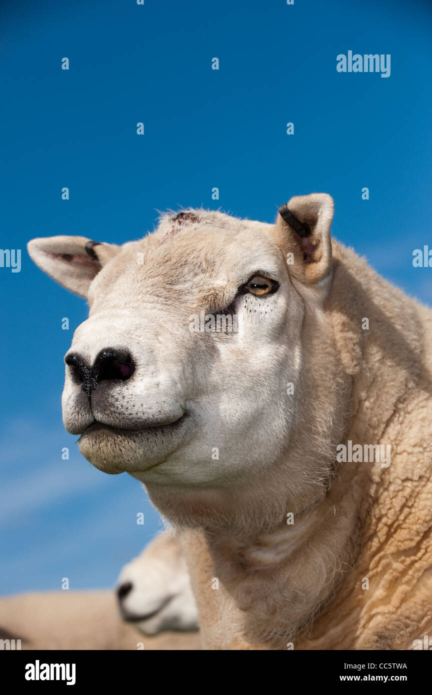 Close up of a Texel ram Stock Photo - Alamy