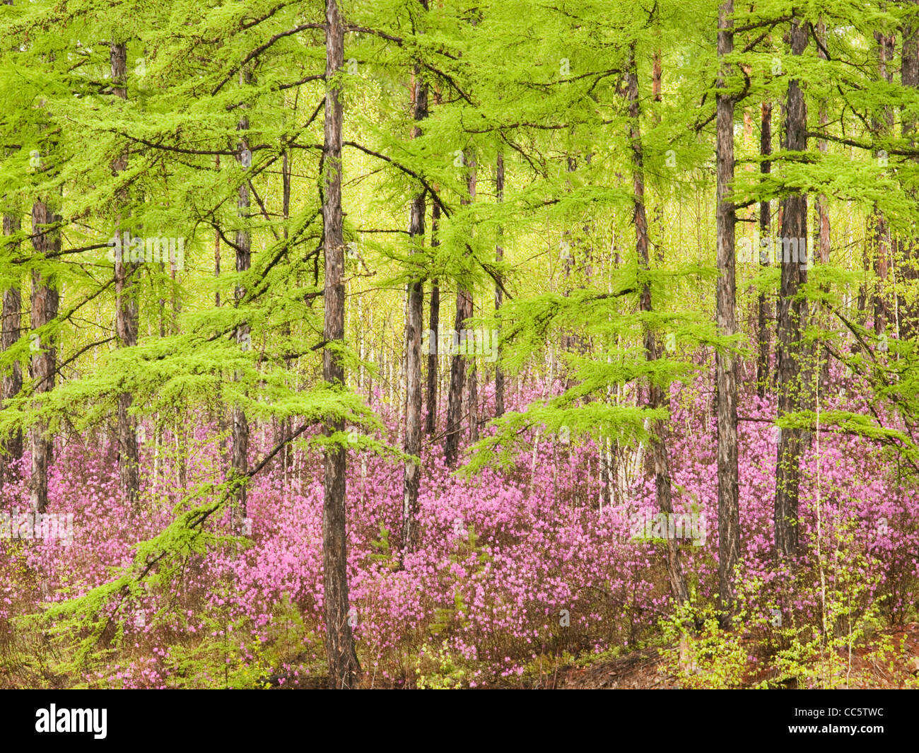 Da hinggan ling prefecture hi-res stock photography and images - Alamy