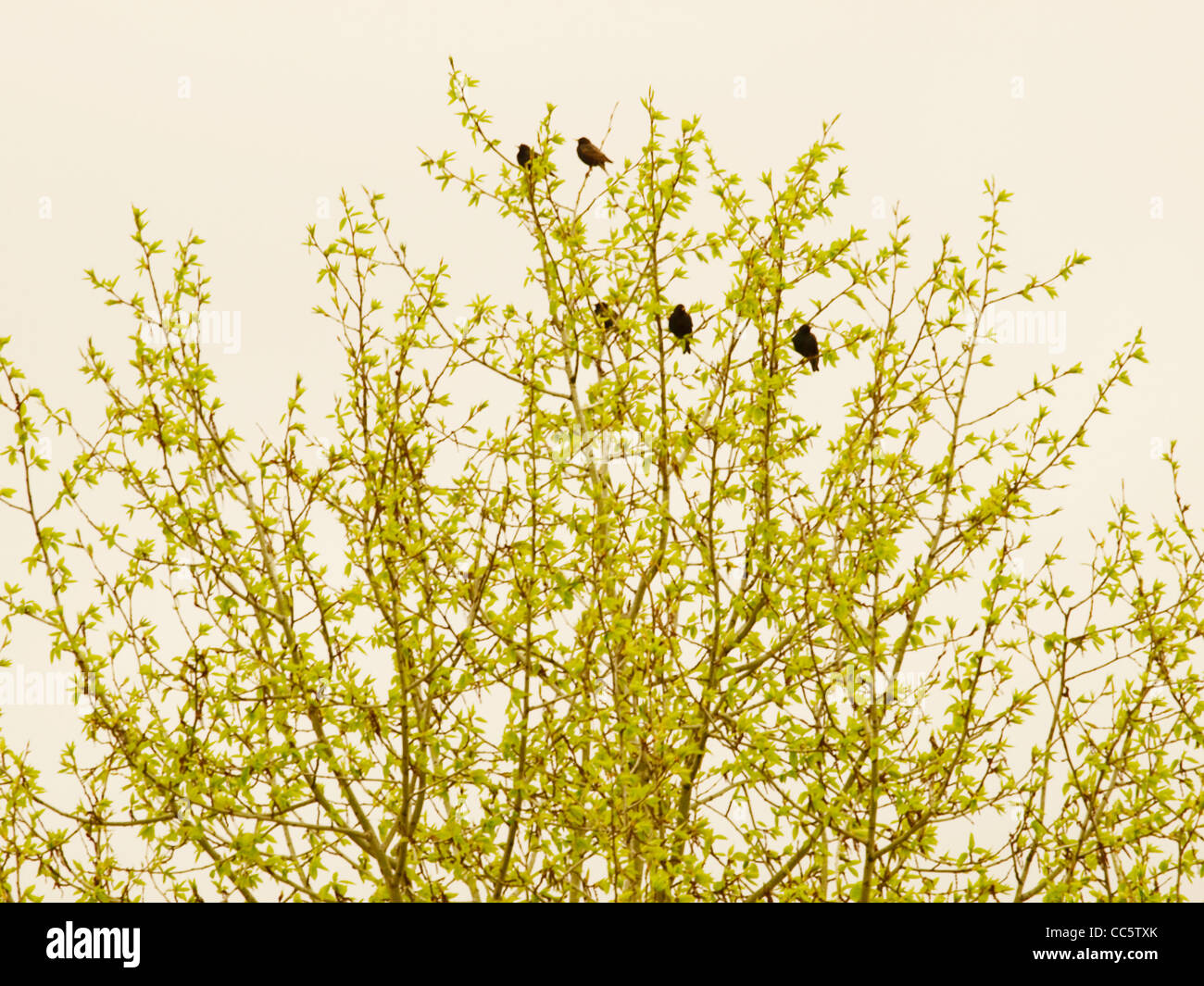 Tree ling hi-res stock photography and images - Alamy