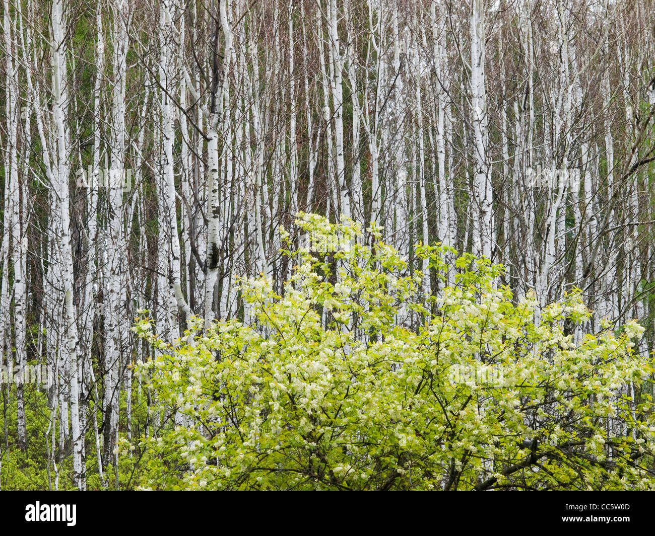 Da hinggan ling prefecture hi-res stock photography and images - Alamy