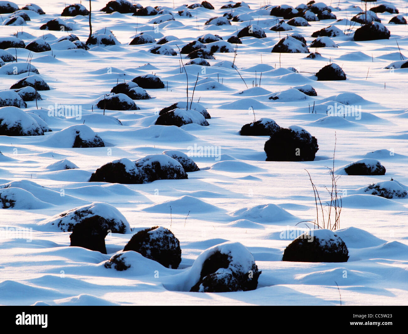 Heilongjiang Forest High Resolution Stock Photography and Images - Alamy