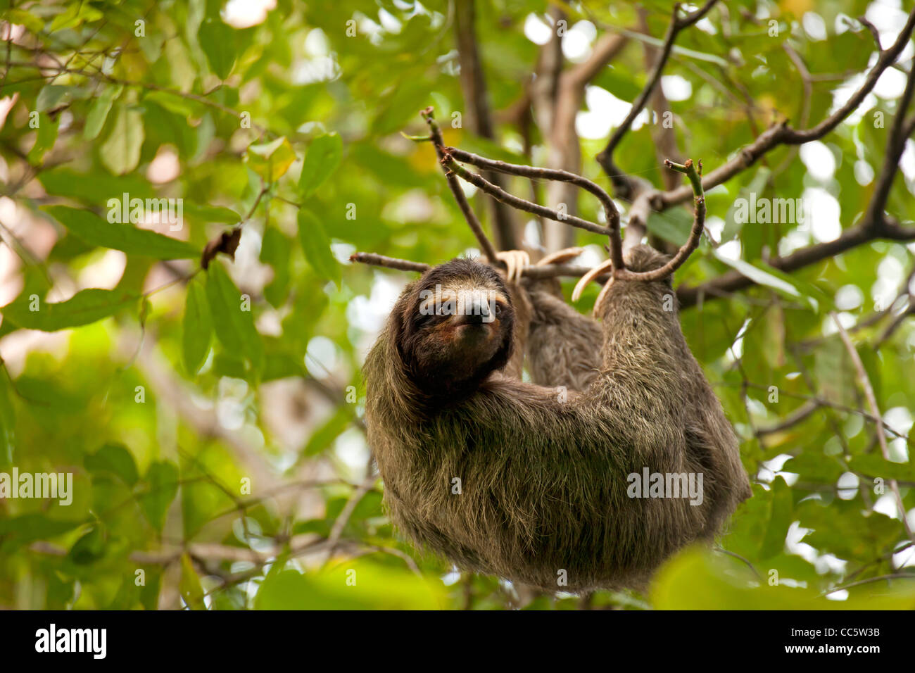 Faultier costa rica hi-res stock photography and images - Alamy