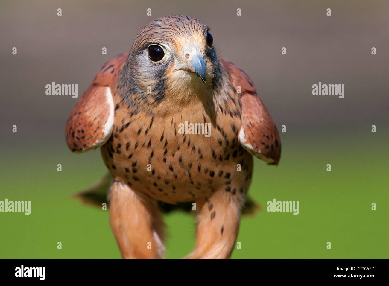 Portrait kestrel hi-res stock photography and images - Alamy