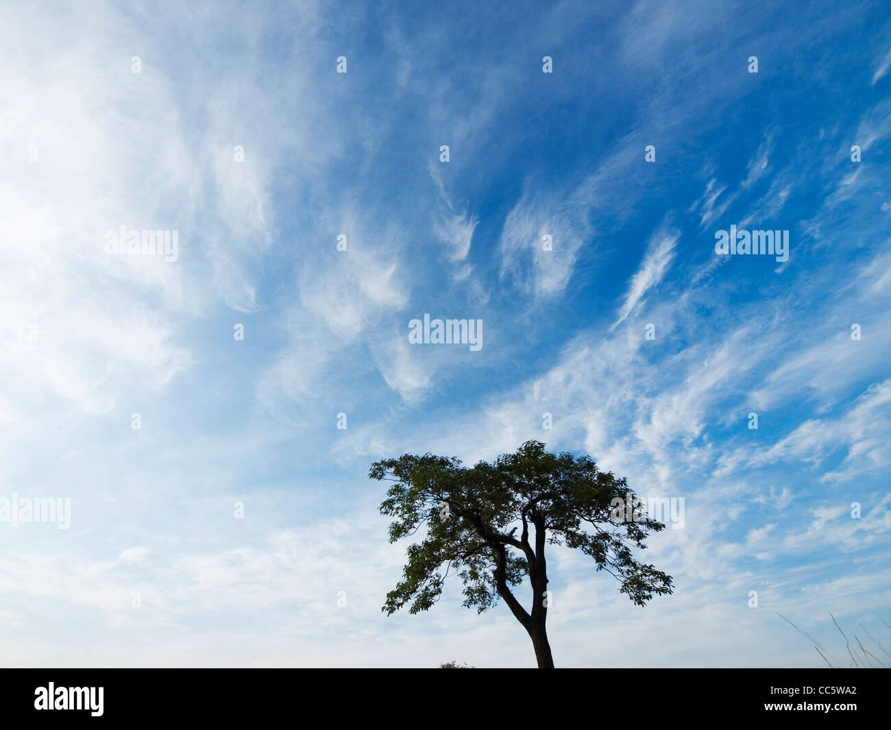 Tree with sky background, Laiwu, Shandong , China Stock Photo - Alamy