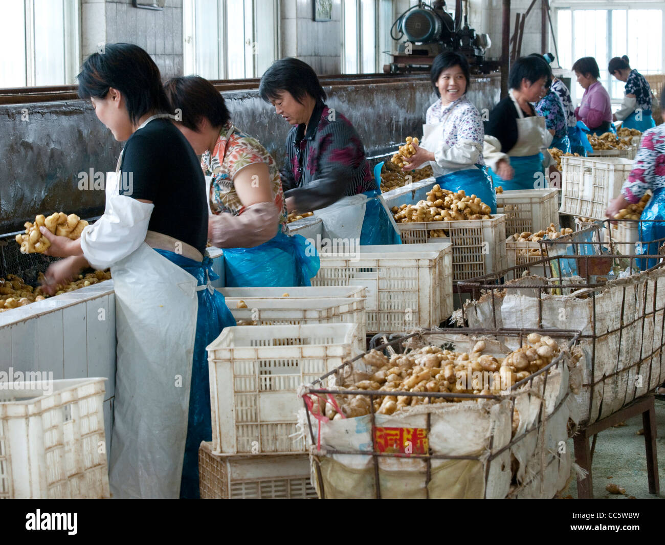 Women washing fresh ginger in a workshop, Laiwu, Shandong , China Stock ...