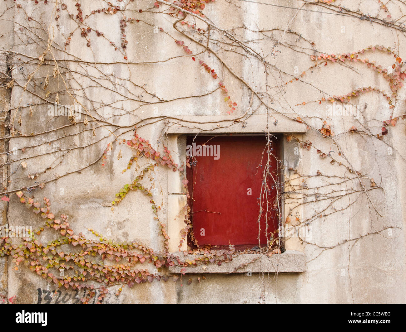 Ivy wall hi-res stock photography and images - Alamy