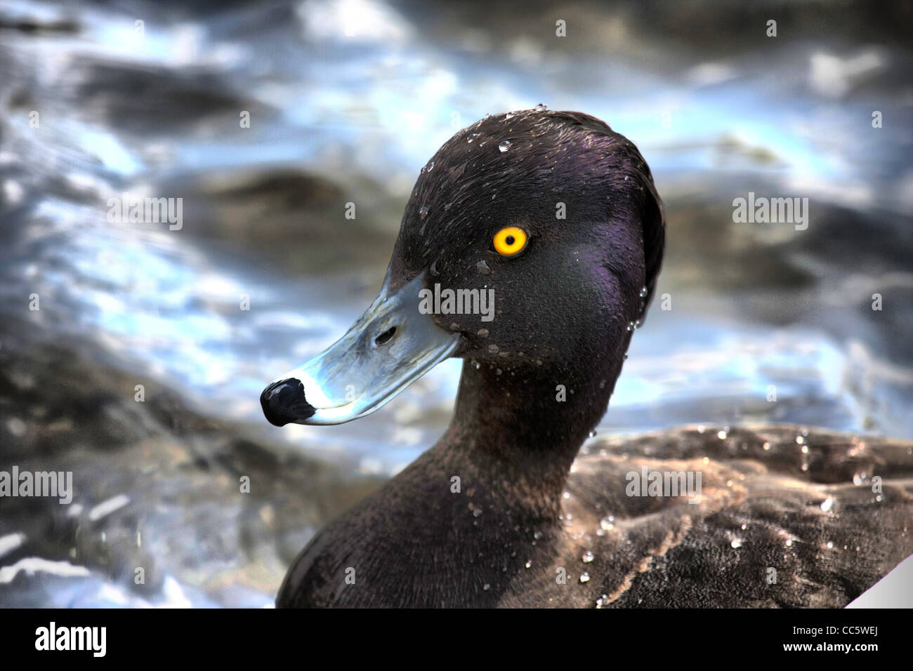Tufted Duck HDR Stock Photo - Alamy