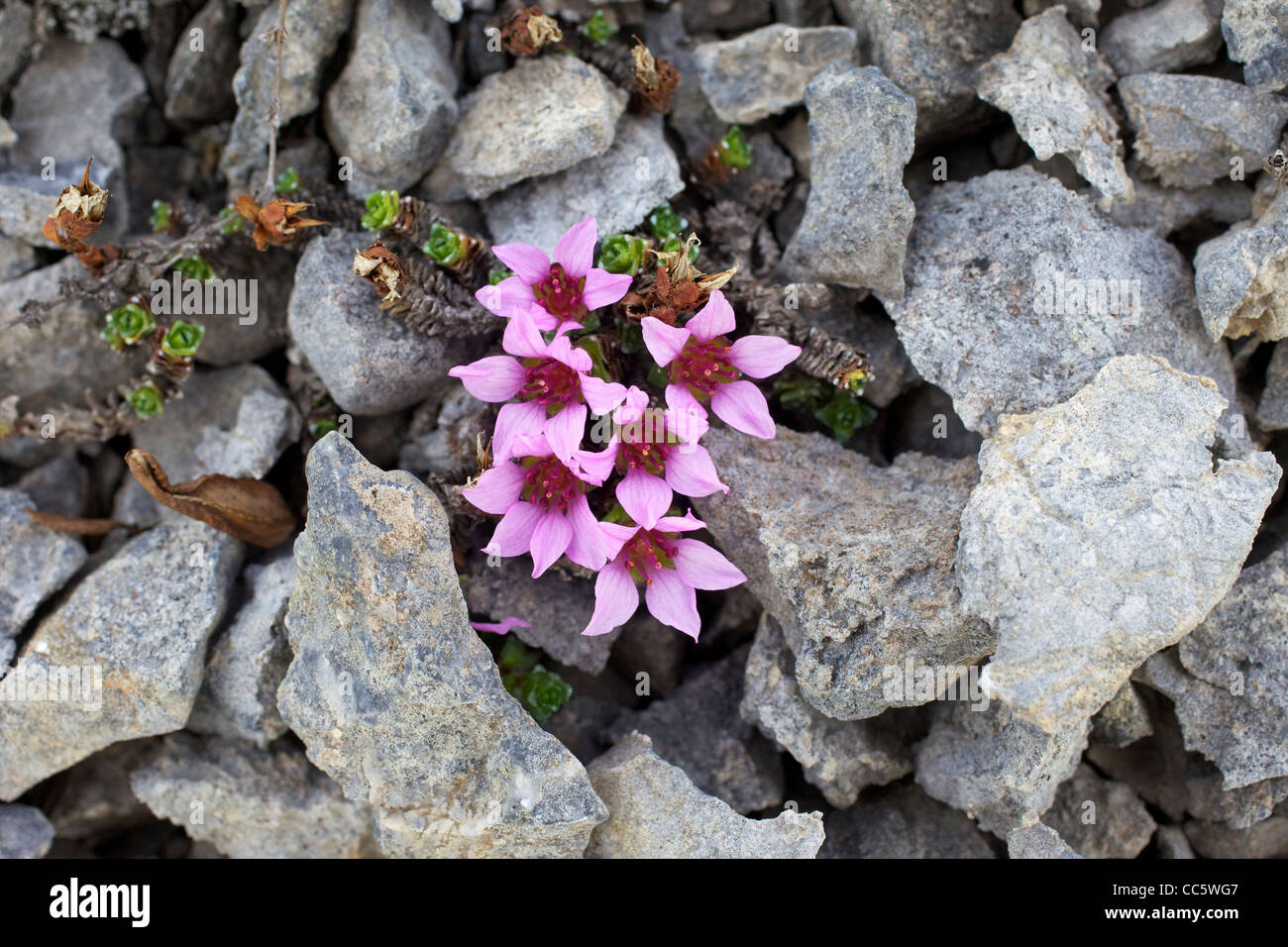 Purple saxifrage hi-res stock photography and images - Alamy