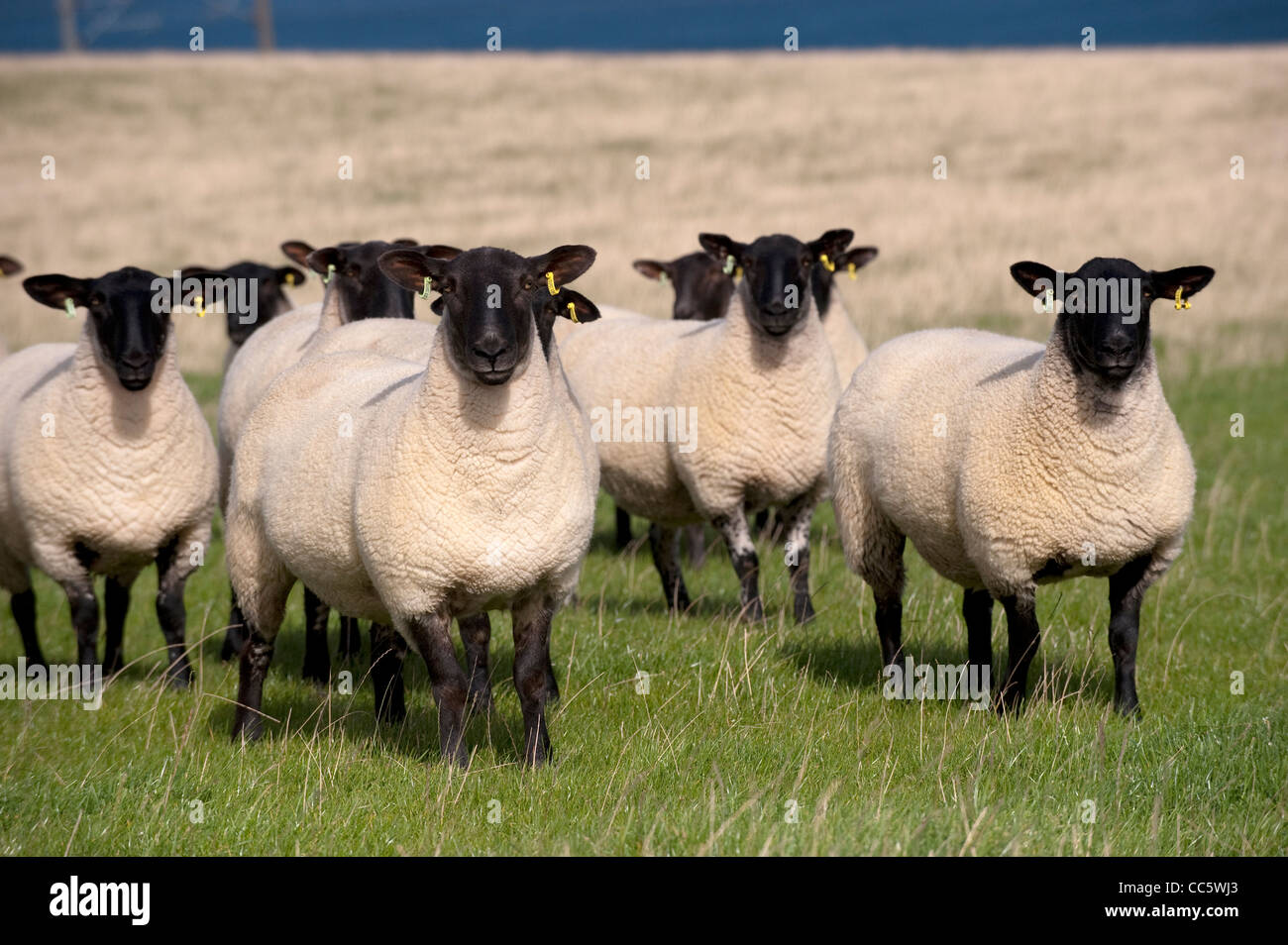 Flock of suffolk crossbred sheep on coastal pasture land Stock Photo ...
