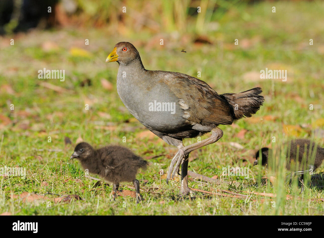 Tasmanian native hen hi-res stock photography and images - Alamy