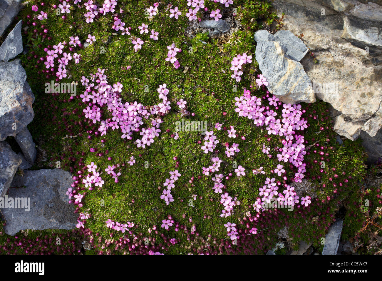 Moss Campion, Silene Acaulis, Spitzbergen, Svalbard, Arctic Norway ...