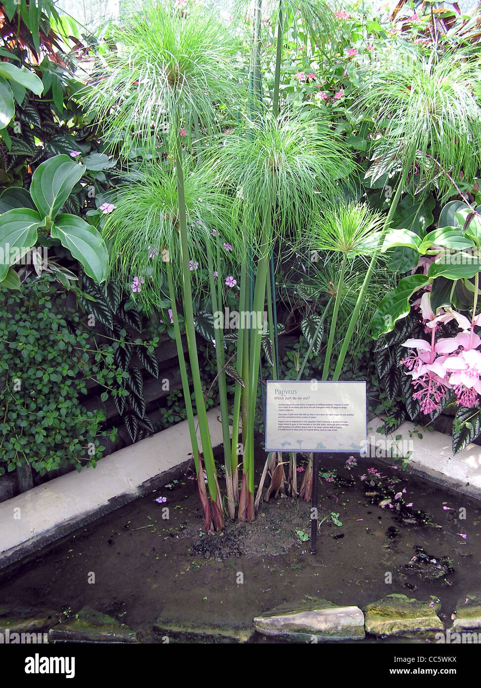 The Papyrus plant (Cyperus papyrus), located at Kew Gardens in London ...