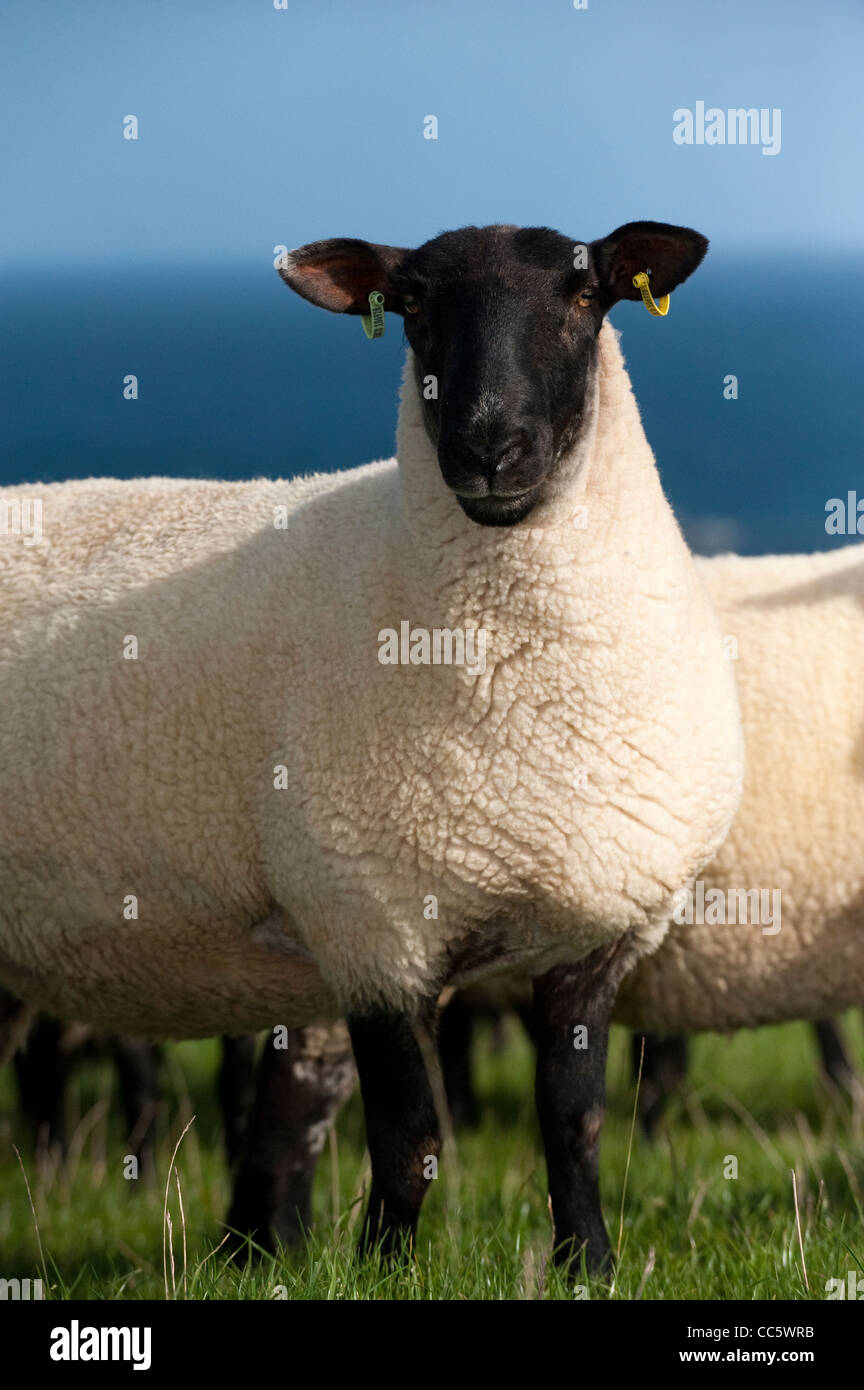 Suffolk flock sheep hi-res stock photography and images - Alamy