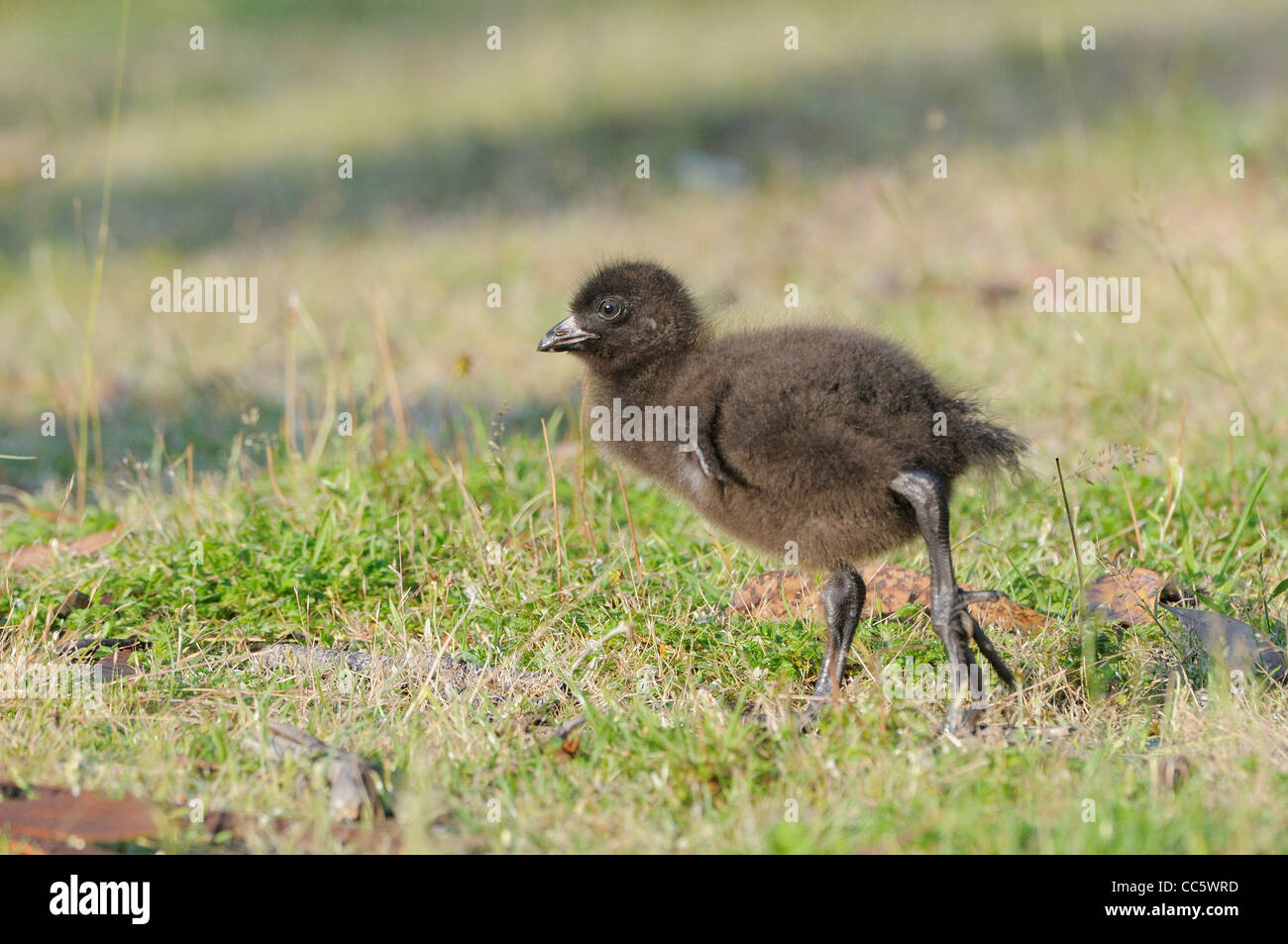 Tasmanian native hen hi-res stock photography and images - Alamy