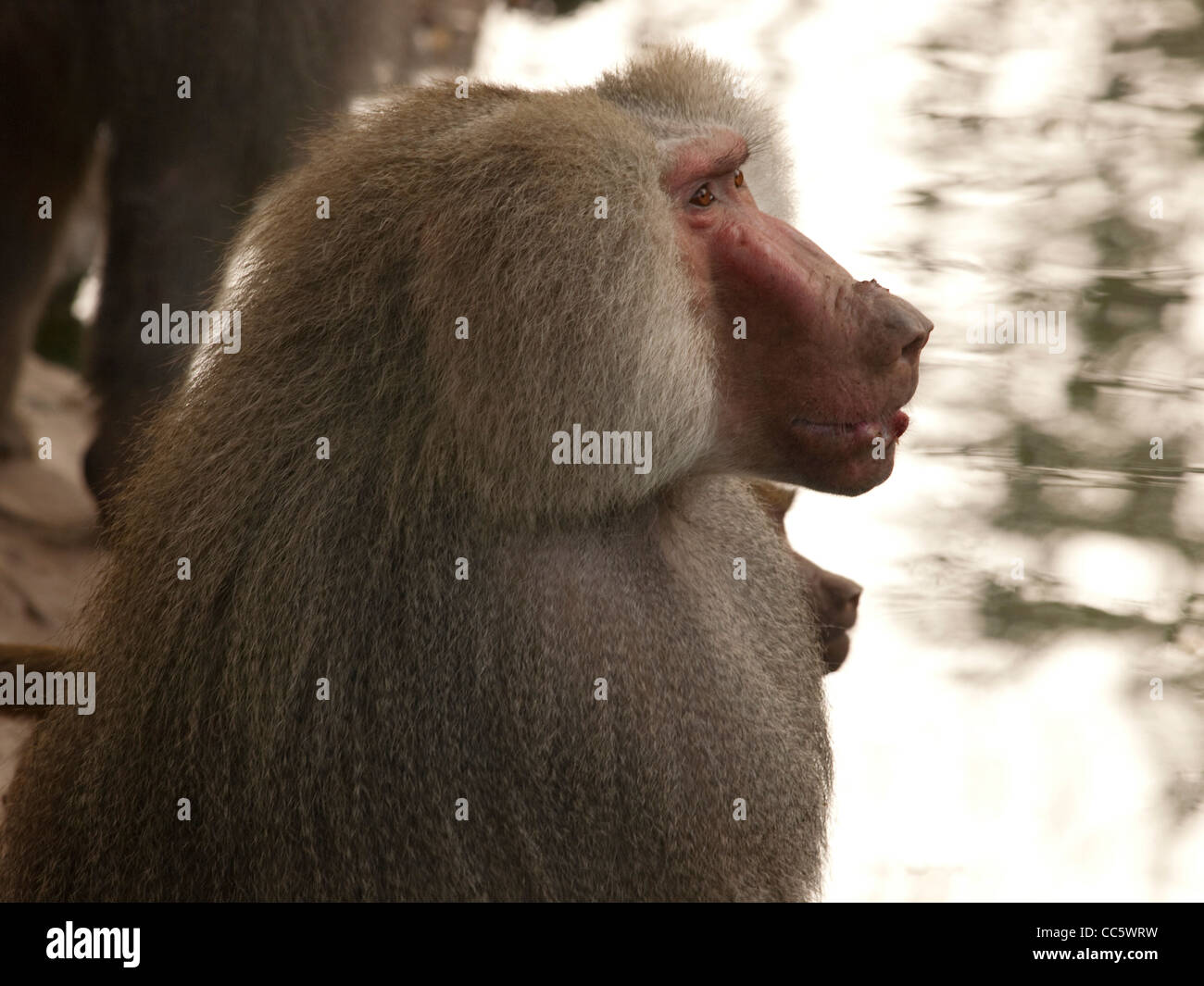 Shenzhen zoo hi-res stock photography and images - Alamy