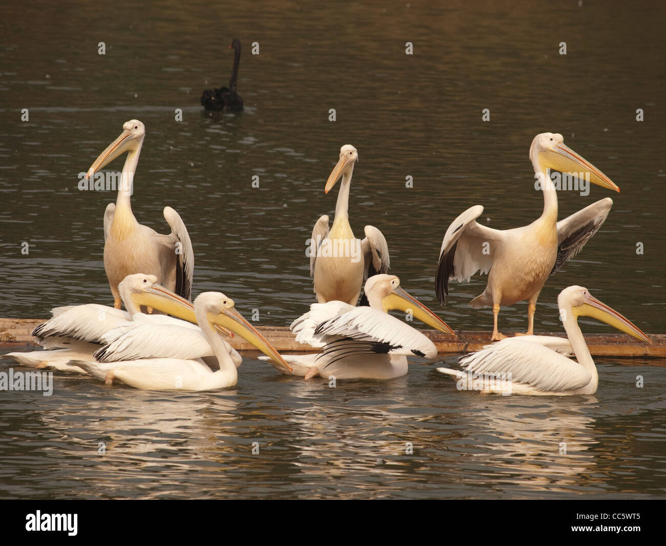 Great White Pelican, Wild Animal Zoo, Shenzhen, Guangdong , China Stock ...