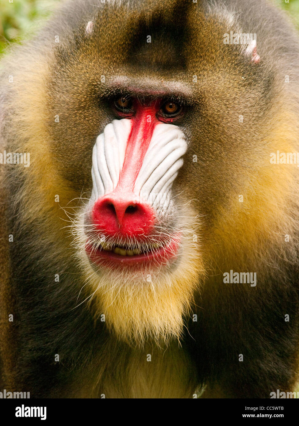 Shenzhen zoo hi-res stock photography and images - Alamy