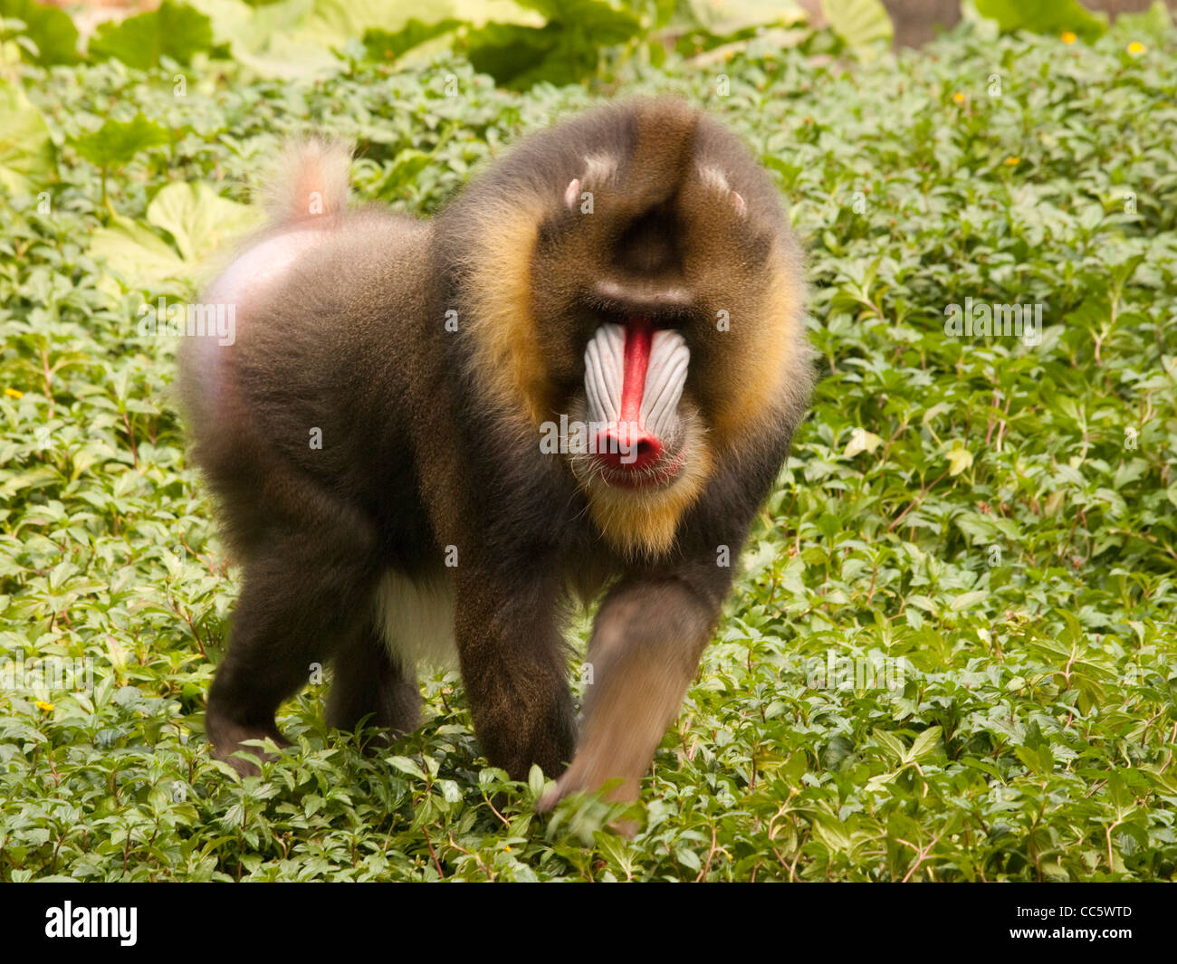 Mandrill hi-res stock photography and images - Alamy
