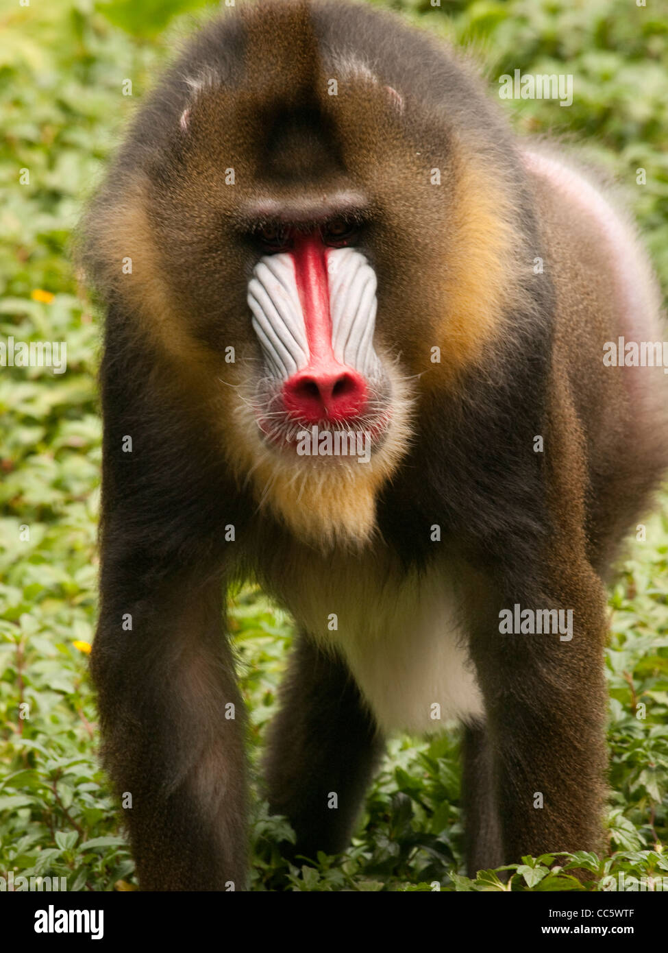 Mandrill, Wild Animal Zoo, Shenzhen, Guangdong , China Stock Photo - Alamy