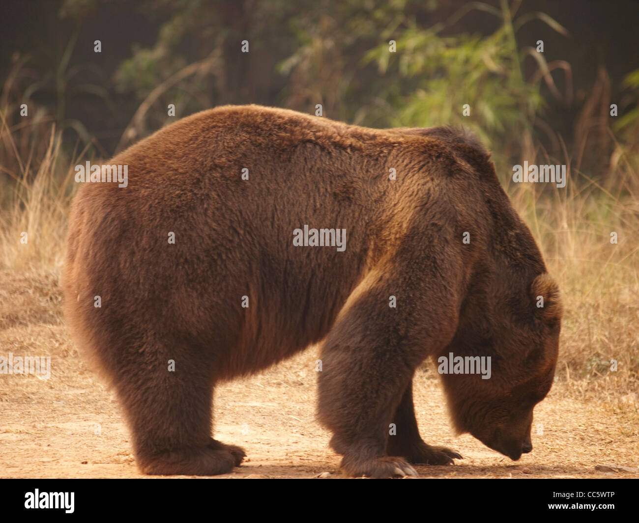 Brown bear ursus china hi-res stock photography and images - Alamy