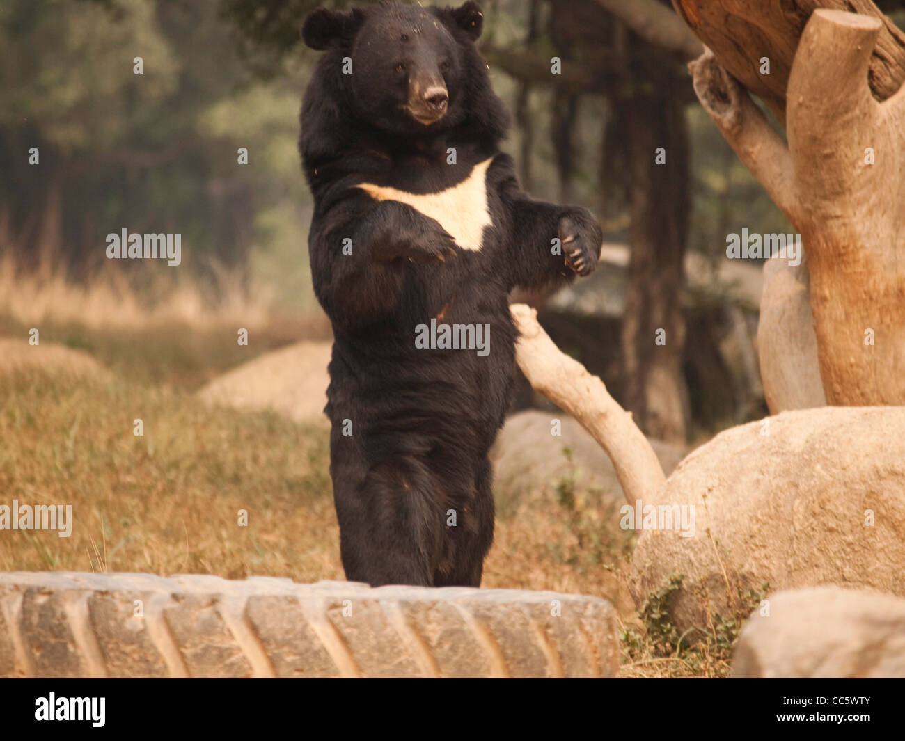 Asian black bear standing, Wild Animal Zoo, Shenzhen, Guangdong , China ...