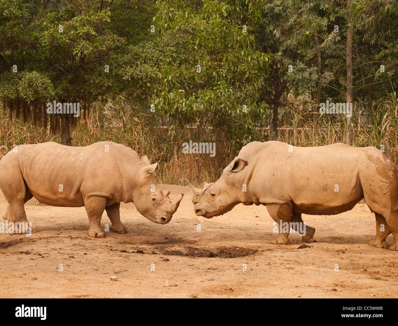 Sumatran rhinoceros hi-res stock photography and images - Alamy
