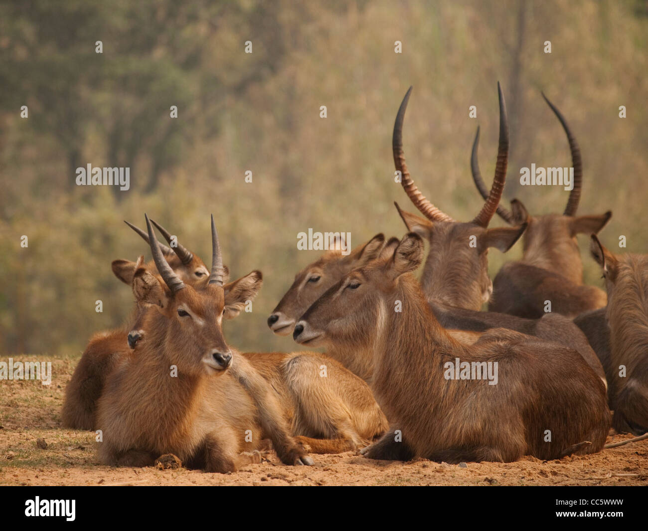 Antelope resting together, Wild Animal Zoo, Shenzhen, Guangdong , China ...