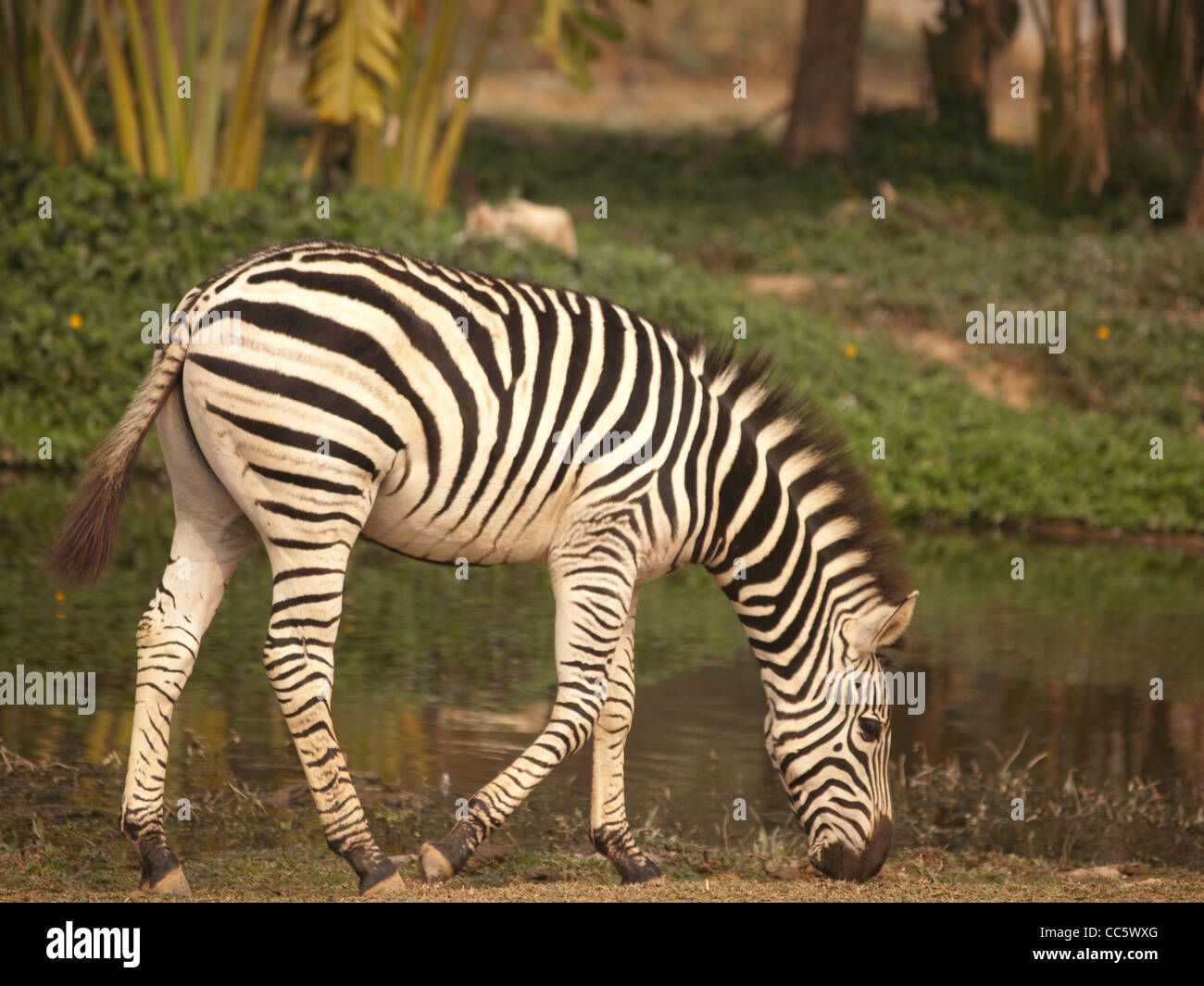Zebra feeding on grass, Wild Animal Zoo, Shenzhen, Guangdong , China ...