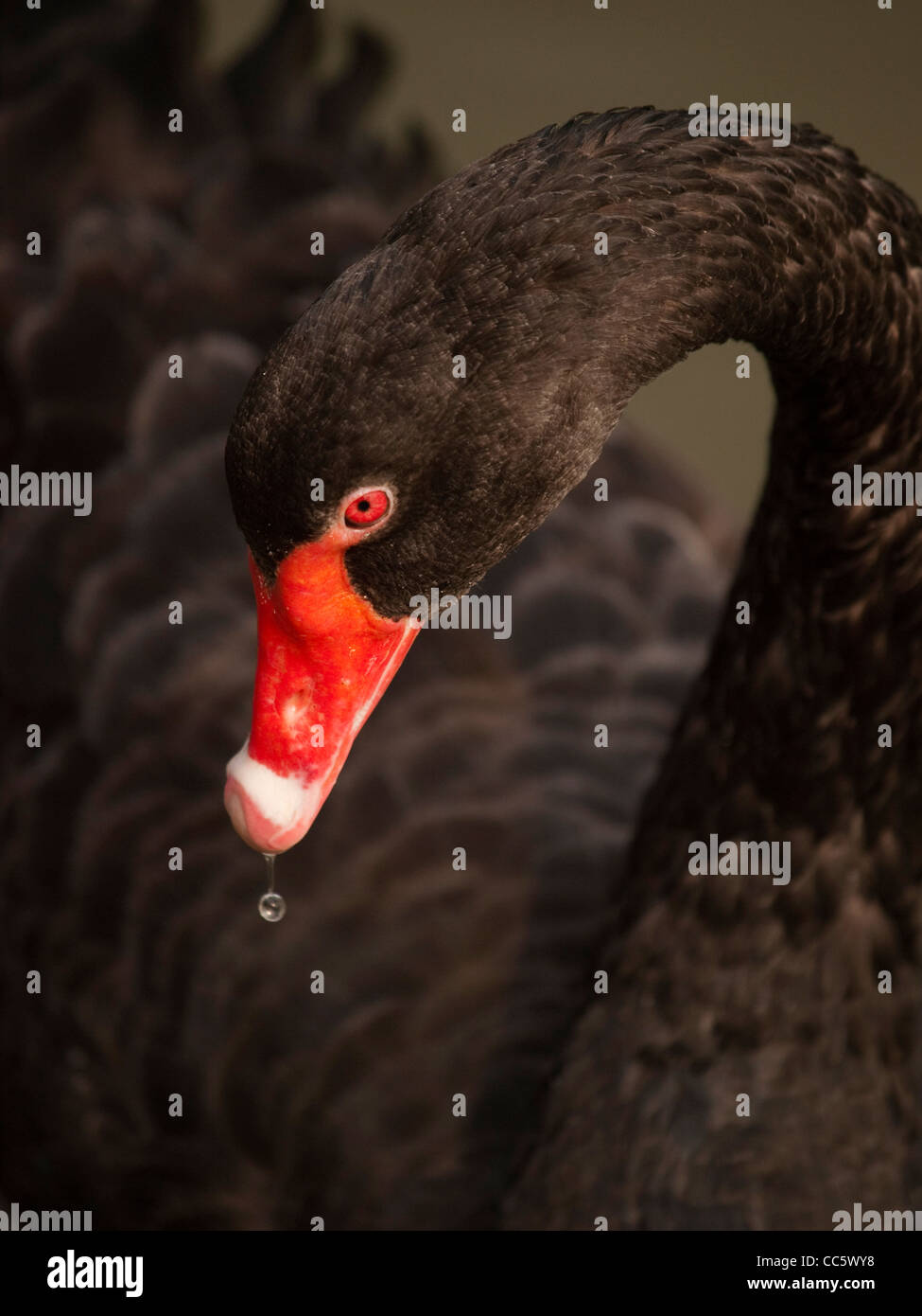 Black Swan, Wild Animal Zoo, Shenzhen, Guangdong , China Stock Photo ...