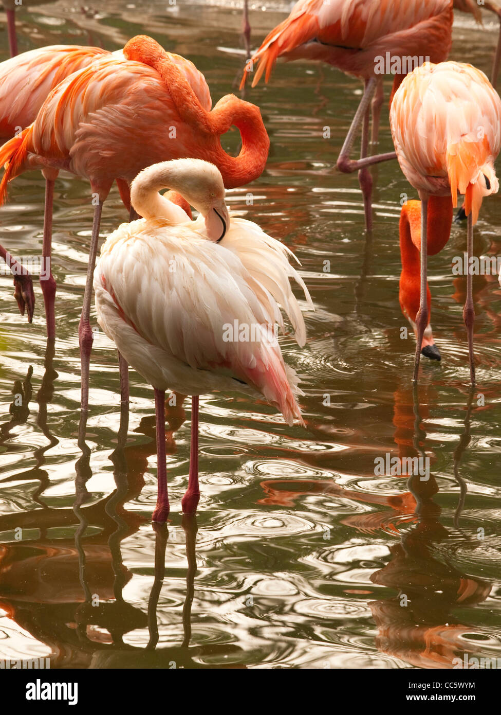 Shenzhen zoo hi-res stock photography and images - Alamy