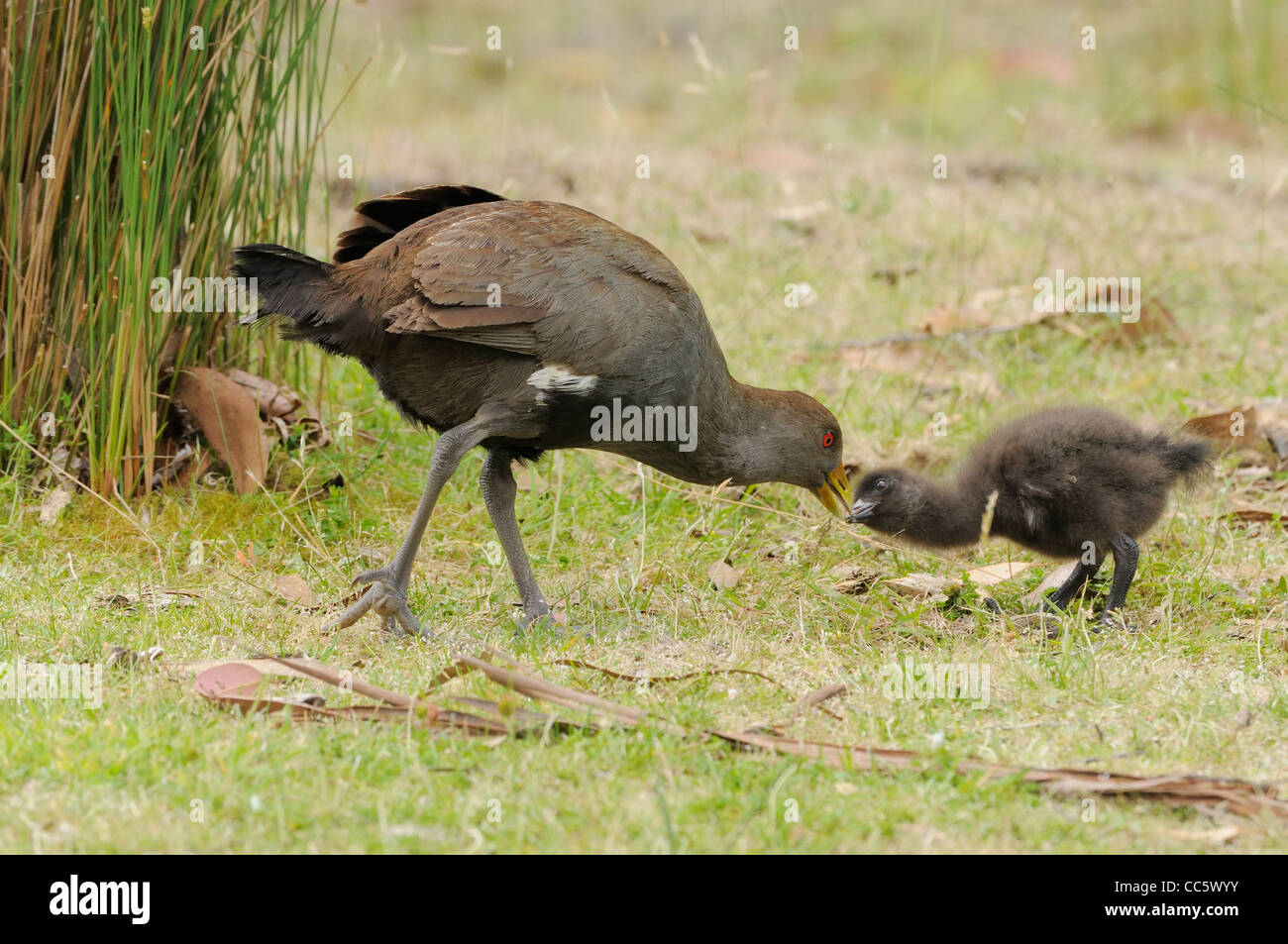 Tasmanian native hen hi-res stock photography and images - Alamy