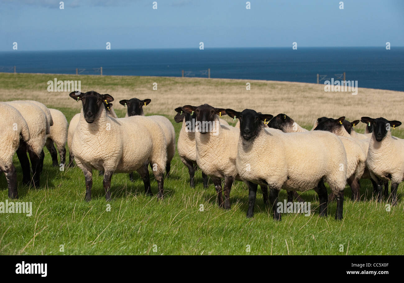 Suffolk flock sheep hi-res stock photography and images - Alamy