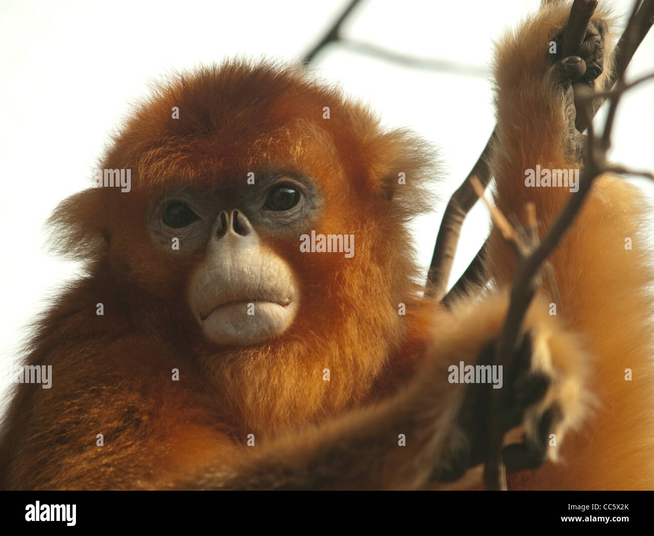 Golden monkey hi-res stock photography and images - Alamy
