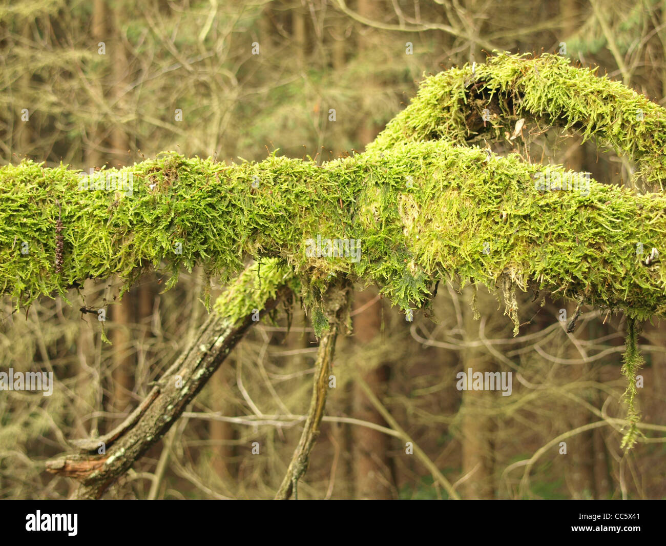 Moos tree hi-res stock photography and images - Alamy