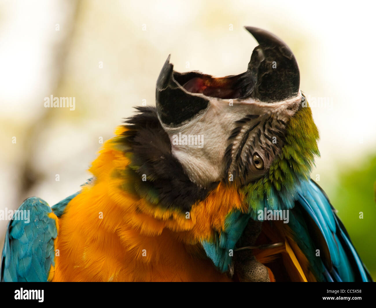 Blue-and-Yellow Macaw open its mouth, Wild Animal Zoo, Shenzhen ...