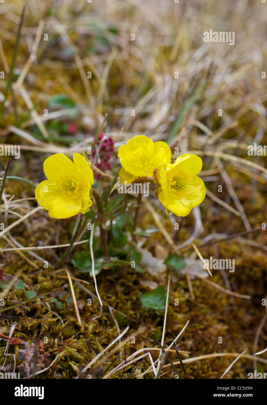 Sulphur coloured buttercup hi-res stock photography and images - Alamy